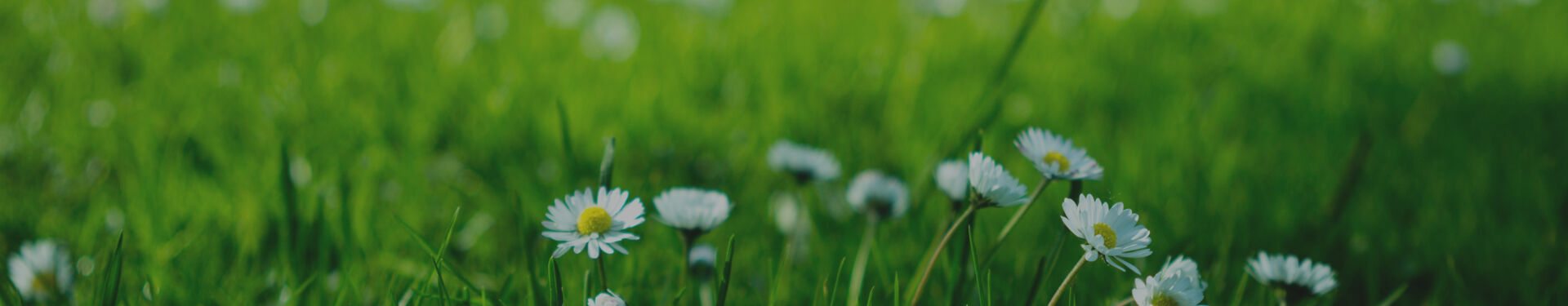 Koen Andries († 05/06/2025) | Inmemoriam